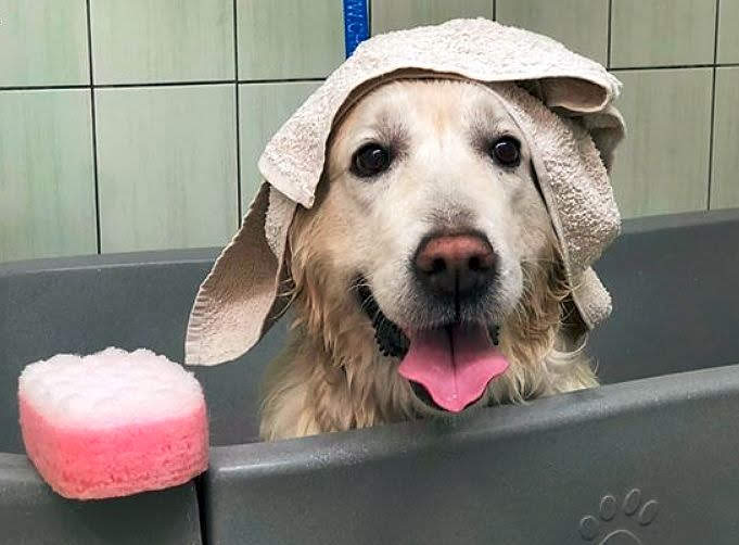 Koera kasukas talveks korda | Koertekeskus - Alati teie jaoks olemas!