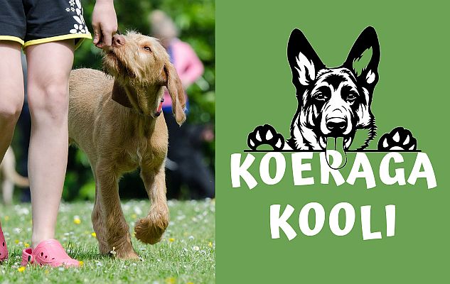 Koeraga kooli, vaata meie sõprade juures toimuvad koolitusi ...