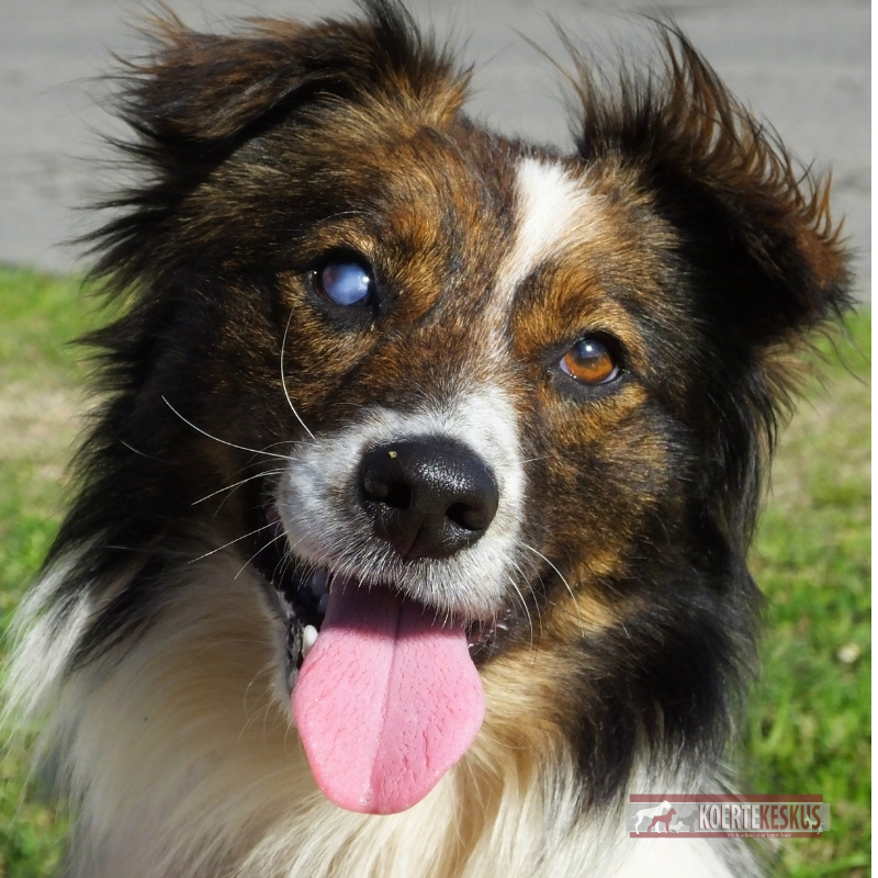 Kui sõbrakese silmad enam ei näe... | Koertekeskus - Alati teie jaoks ...